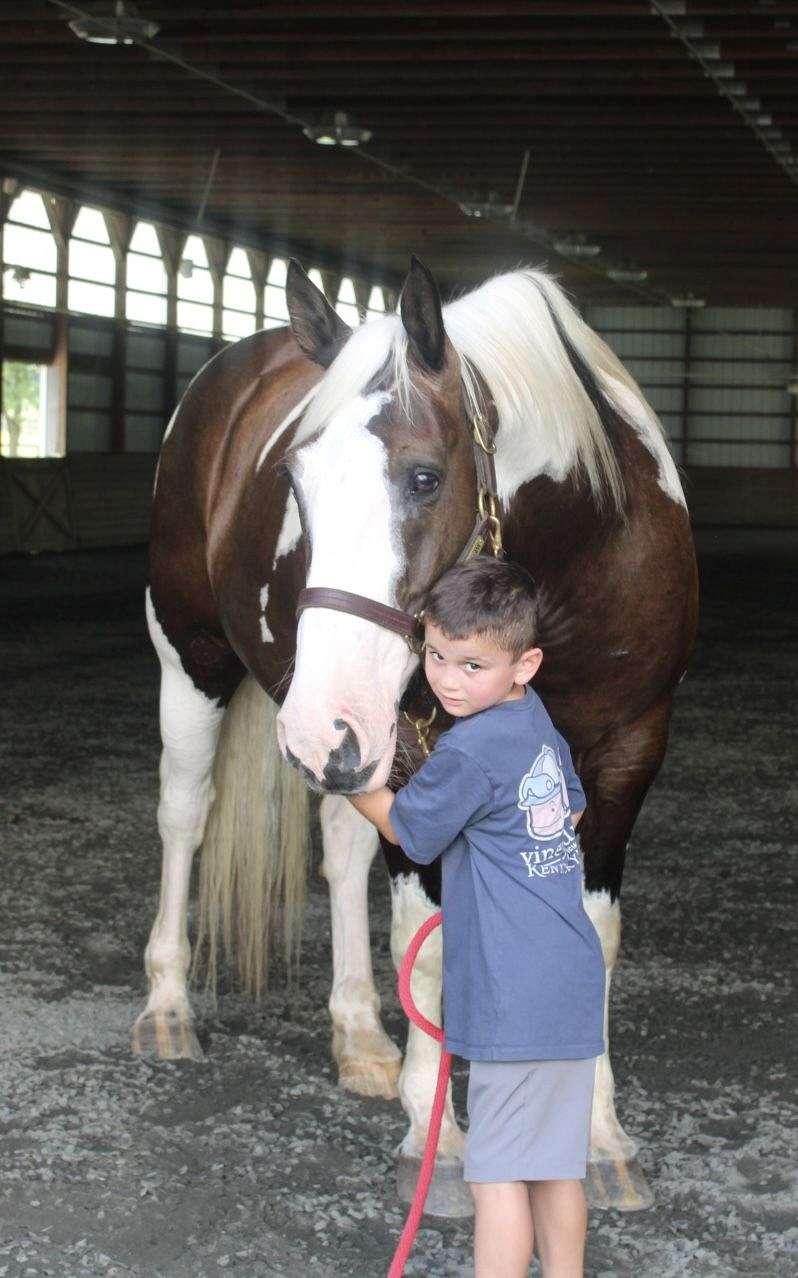 Gorgeous Paint Draft Gelding That’S Safe for Everyone