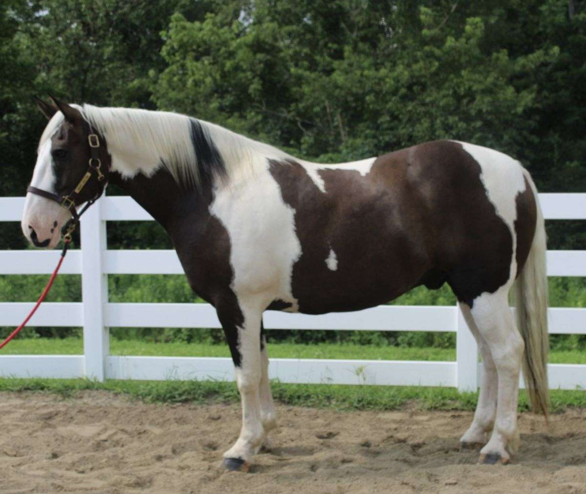 Gorgeous Paint Draft Gelding That’S Safe for Everyone