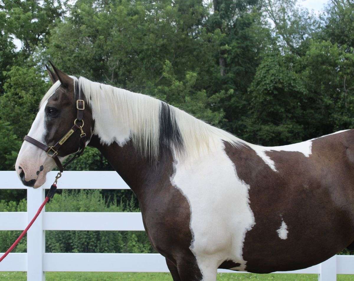 Gorgeous Paint Draft Gelding That’S Safe for Everyone