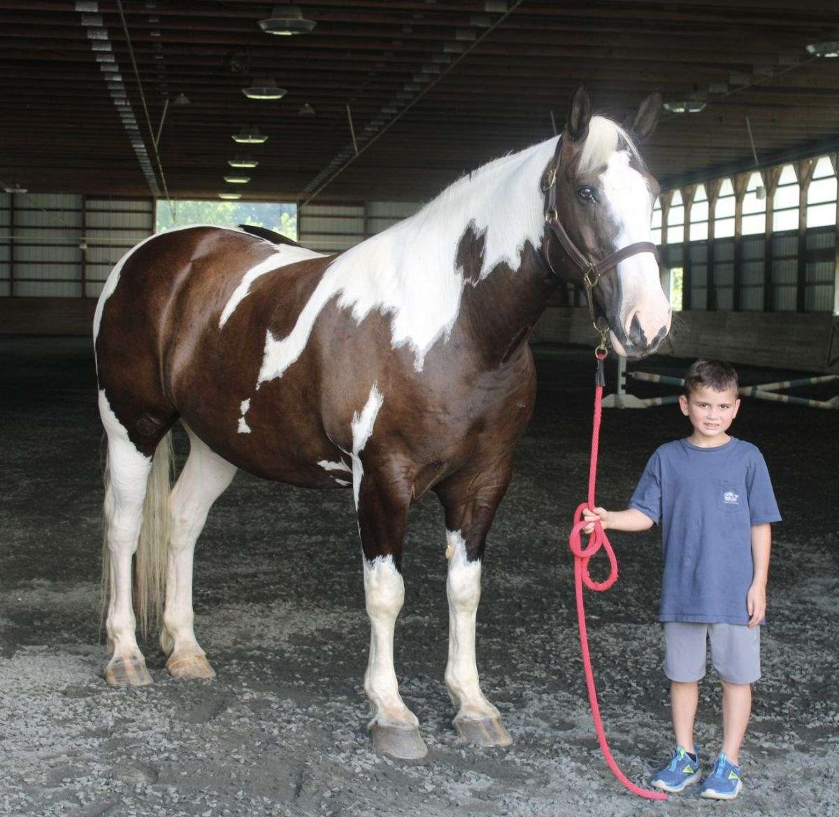 Gorgeous Paint Draft Gelding That’S Safe for Everyone