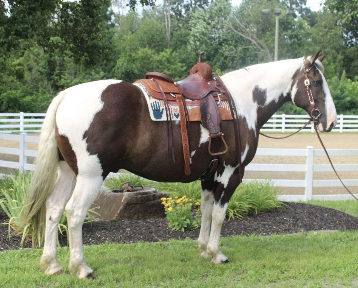Gorgeous Paint Draft Gelding That’S Safe for Everyone