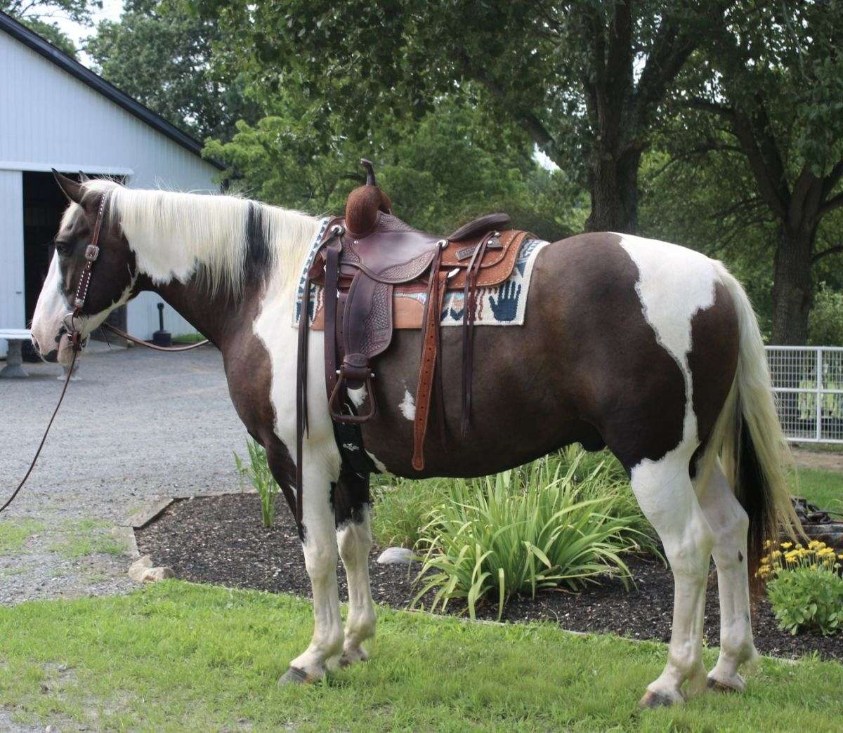 Gorgeous Paint Draft Gelding That’S Safe for Everyone