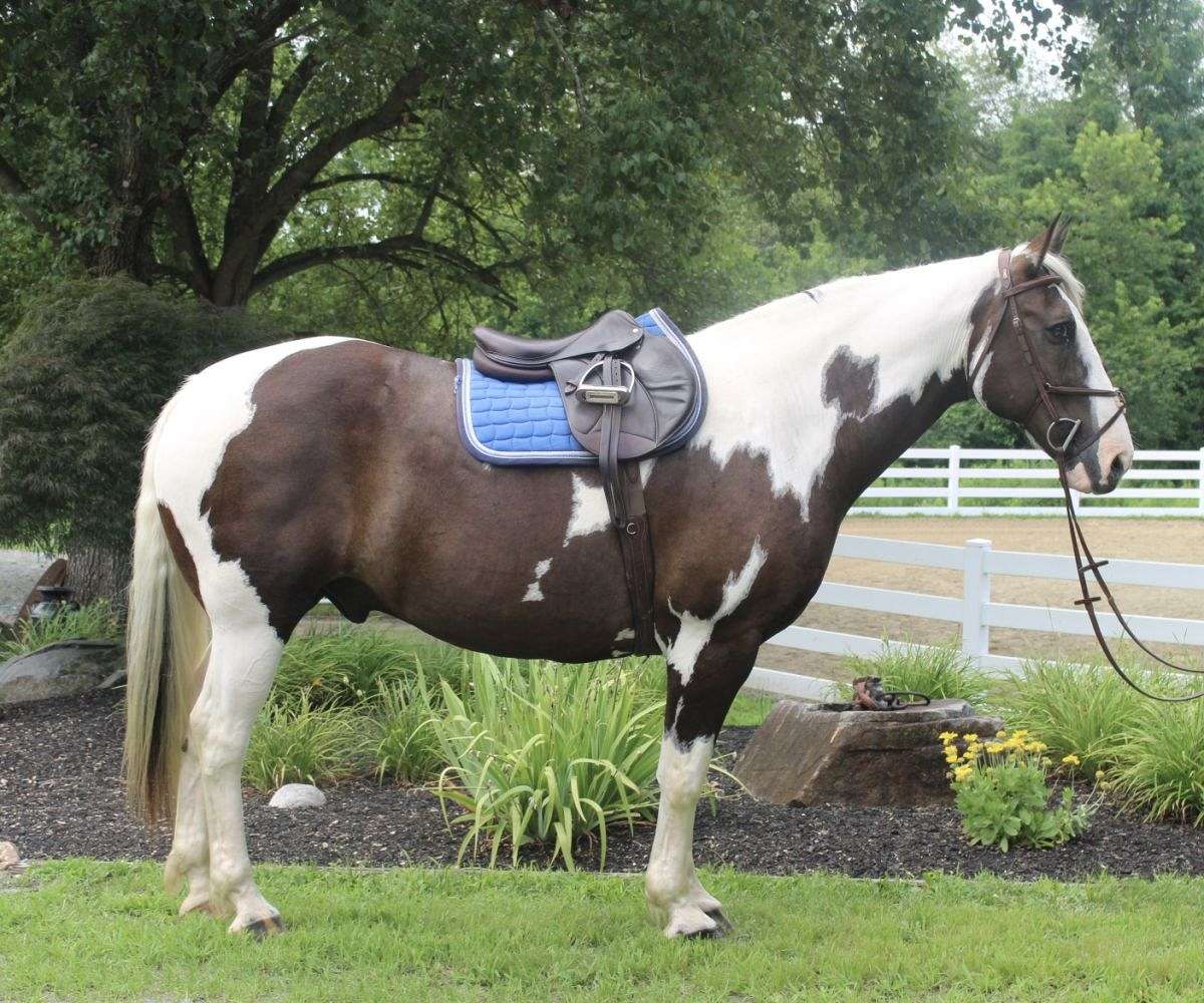Gorgeous Paint Draft Gelding That’S Safe for Everyone