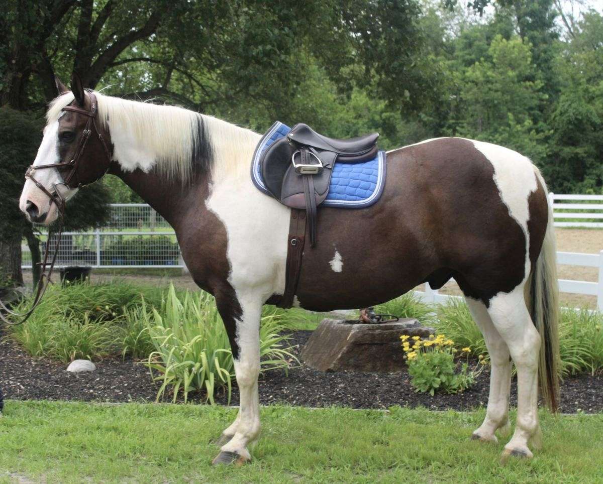 Gorgeous Paint Draft Gelding That’S Safe for Everyone