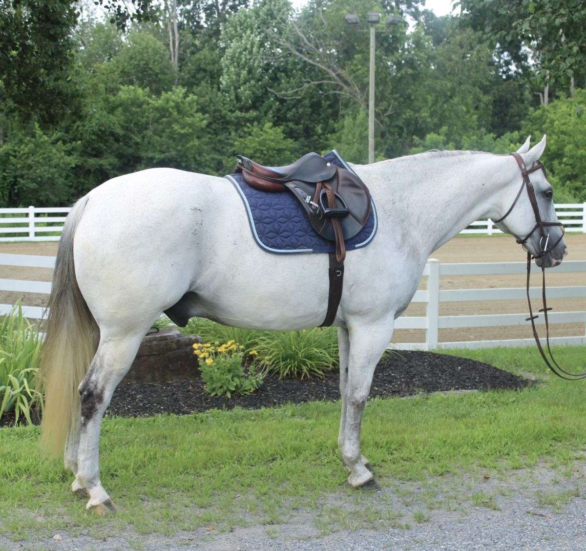 Well Broke, Safe, Sane, Quiet, 1/4 Draft, 3/4 Quarter Horse Gelding
