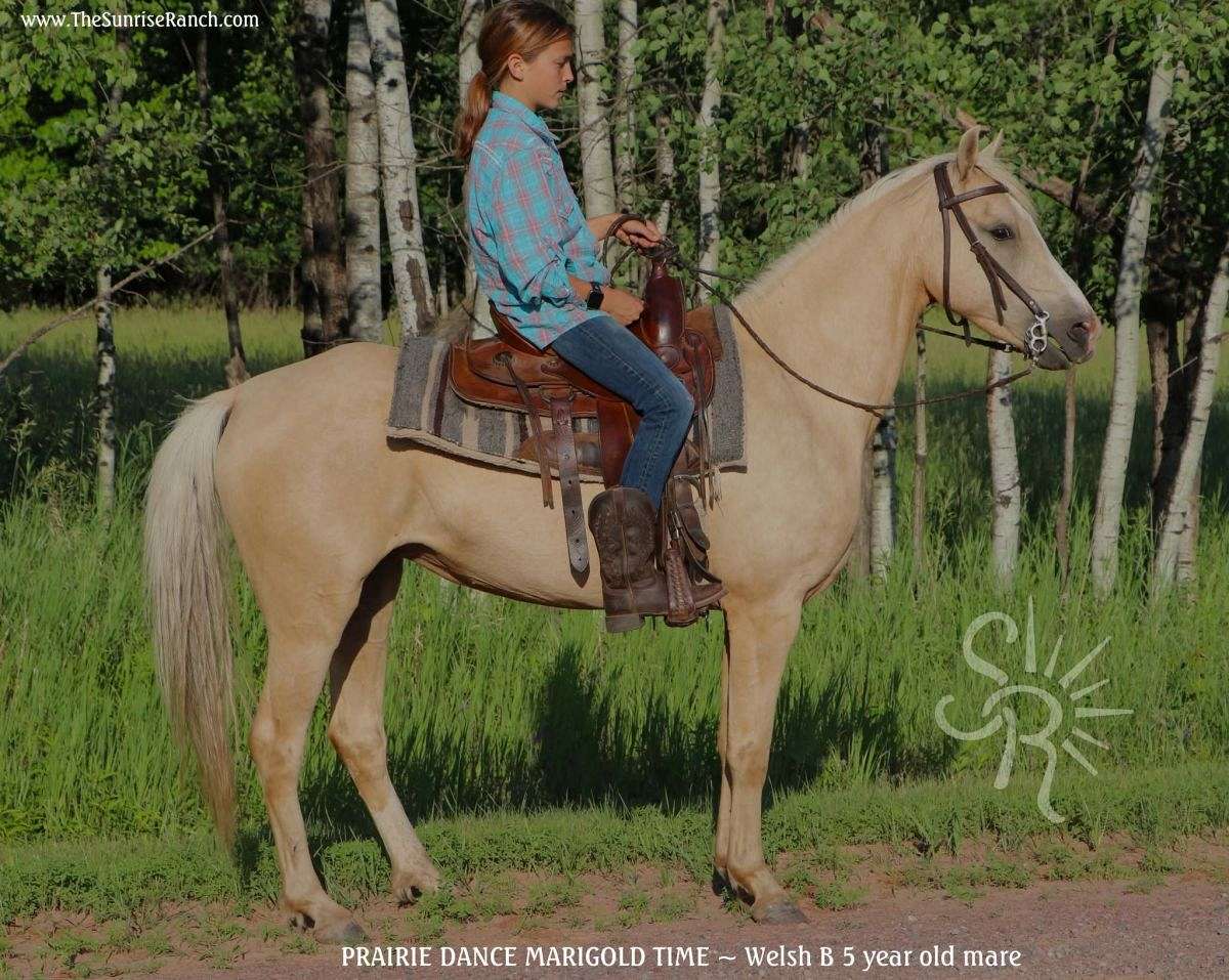 Full Welsh Section B Performance Pony