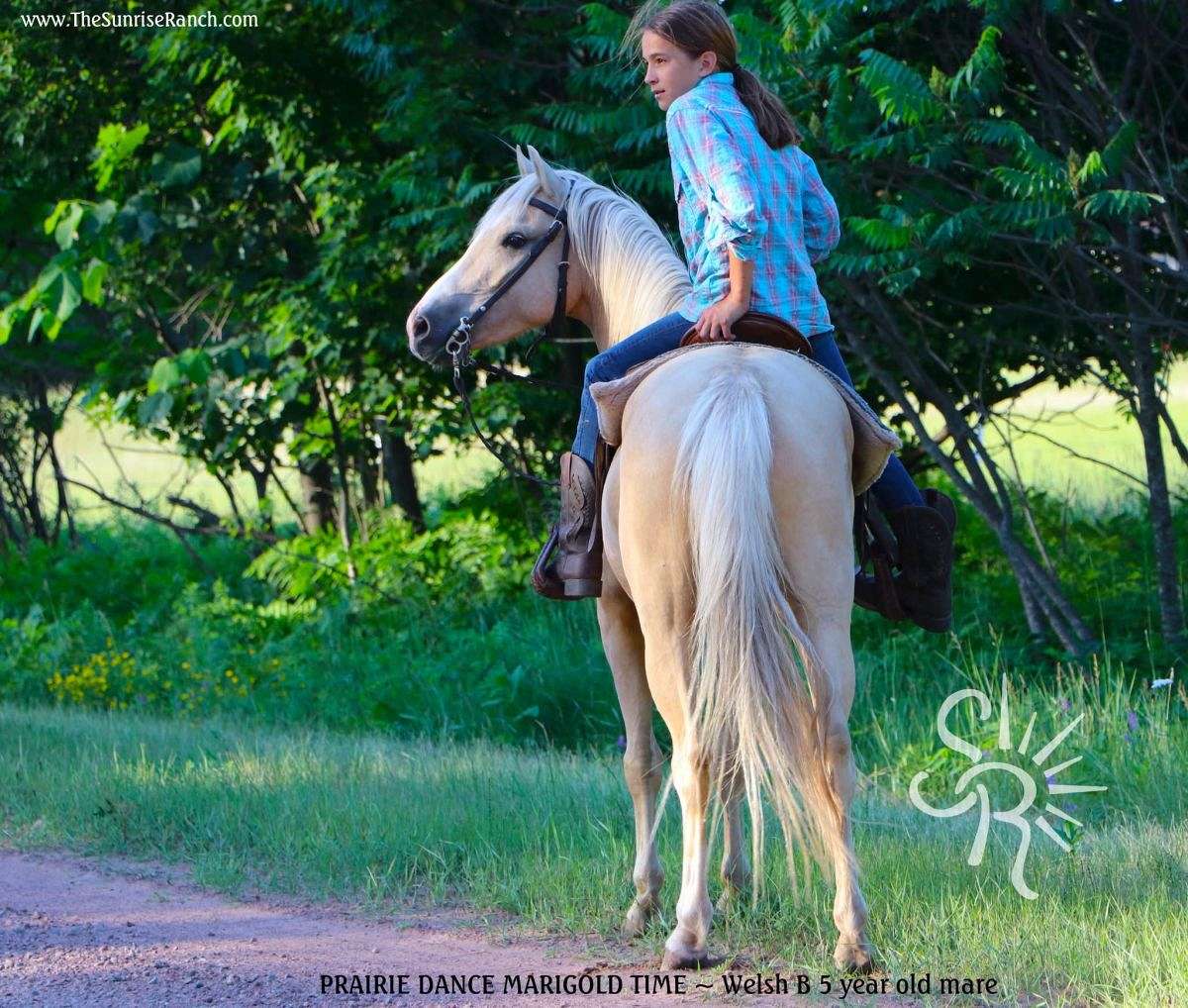 Full Welsh Section B Performance Pony