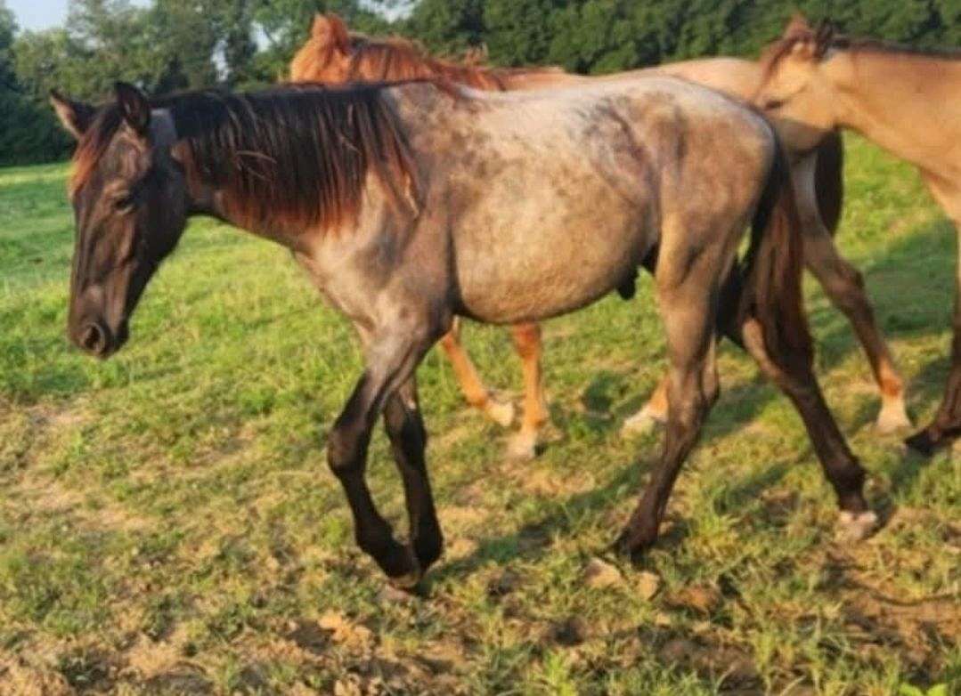 Yearling Blue Roan Colt