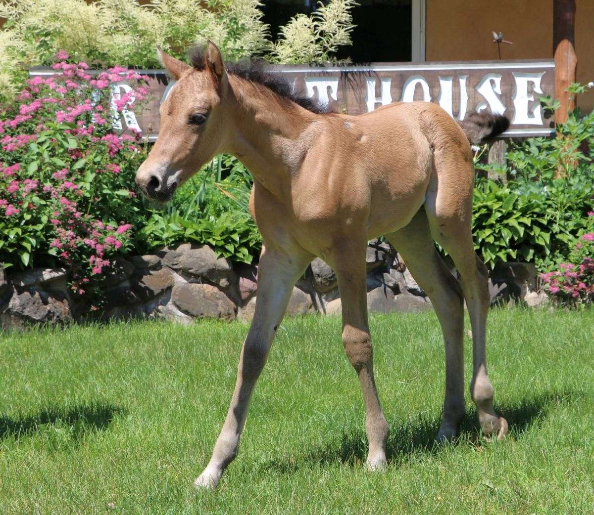 Dunskin Full Morgan Filly in Northern Wisconsin
