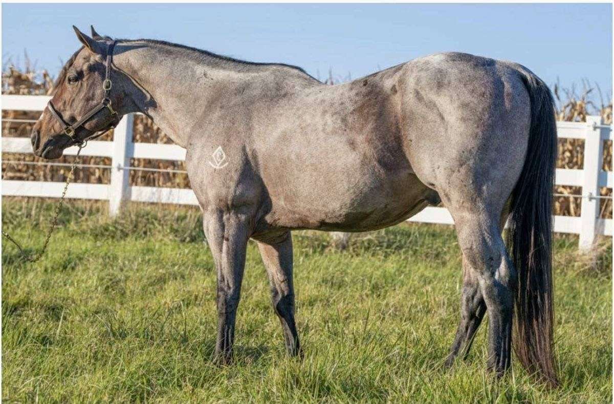 All Around 6 Year Old Roan