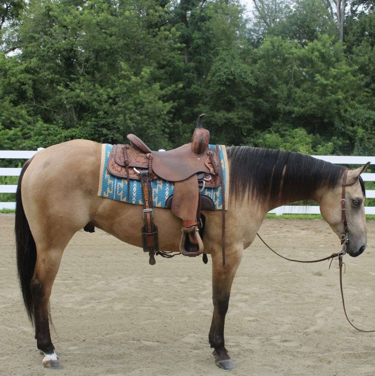 Stunning Buckskin Gelding, Very Well Broke, Quiet for Anyone