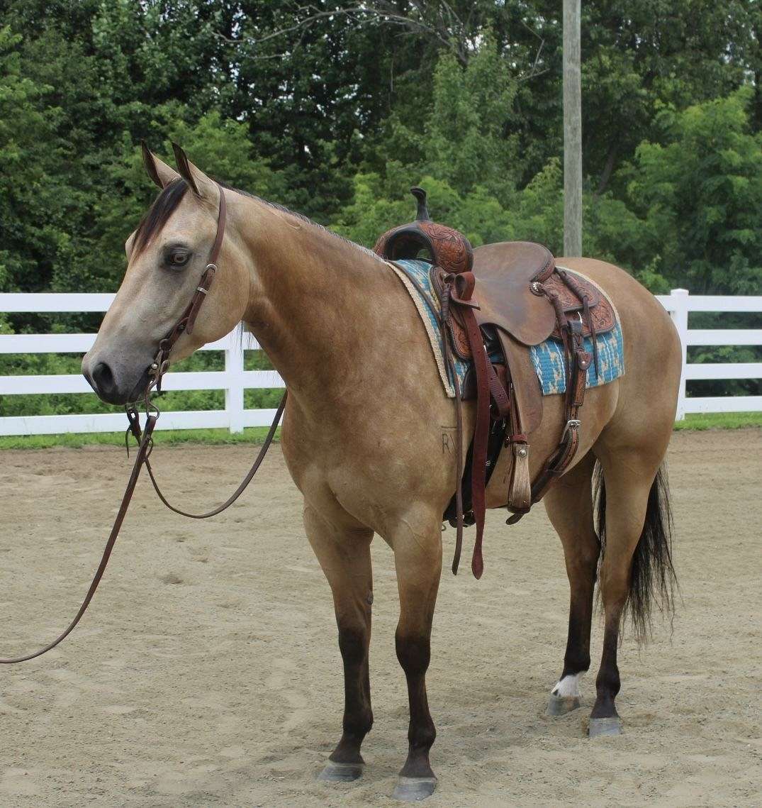 Stunning Buckskin Gelding, Very Well Broke, Quiet for Anyone
