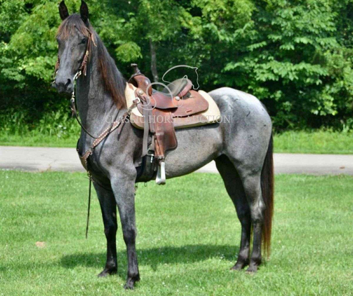 Roan Tennessee Walking Horse Mare