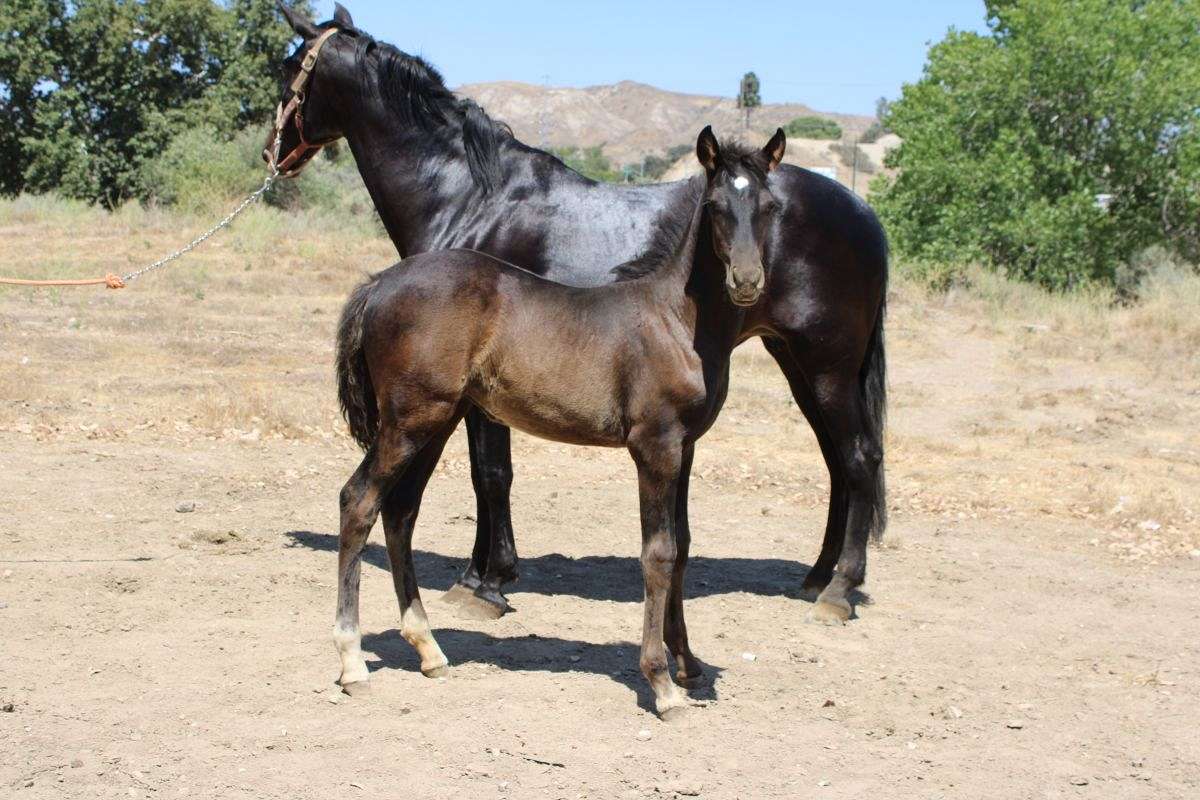 Black 2025 Andalusian Filly Canyon Country California