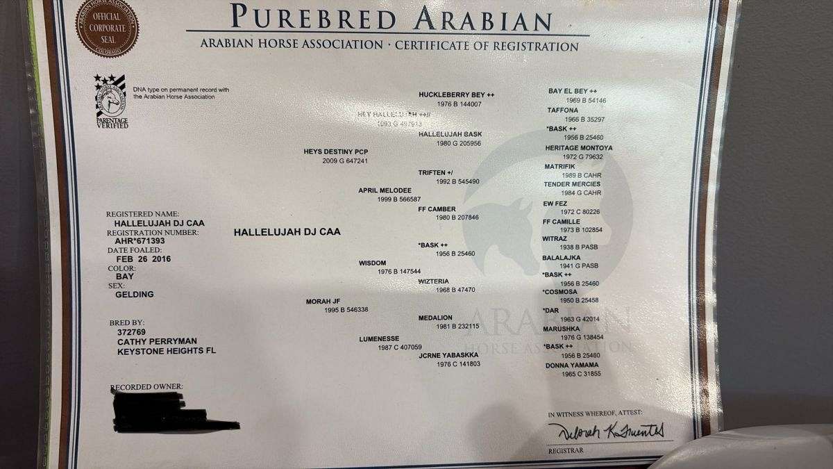 2016 Registered Arabian Gelding - Super Safe, Fun Trail Partner!