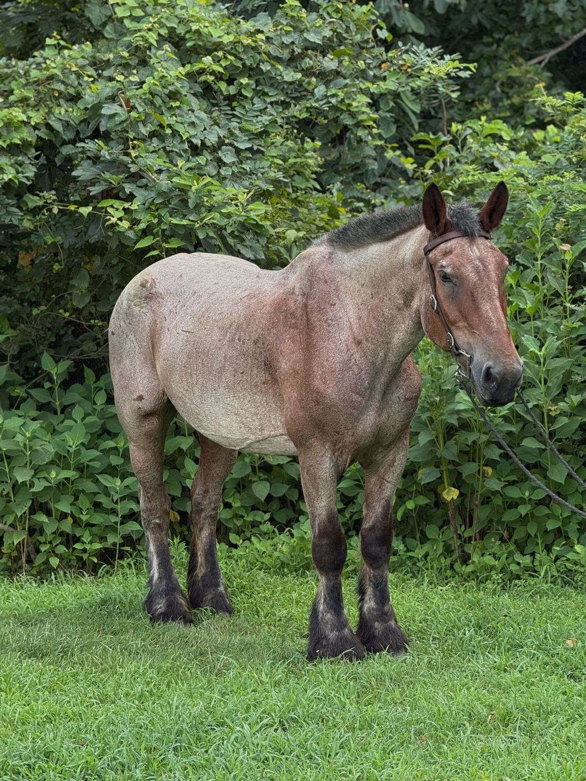 Gorgeous Brabant Mare
