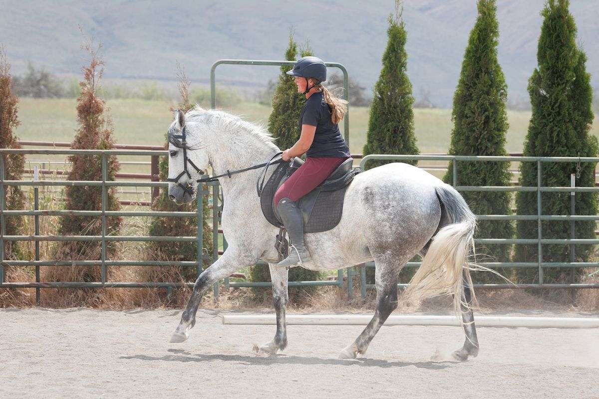 Jack - 8 Y.O, 16h Andalusian Gelding