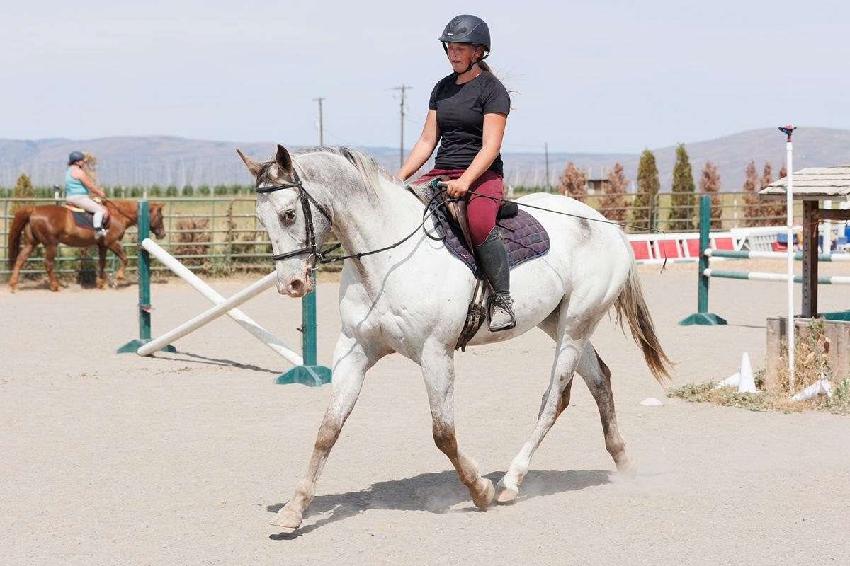 Hunter - 5 Y.O, 16h Appaloosa Gelding