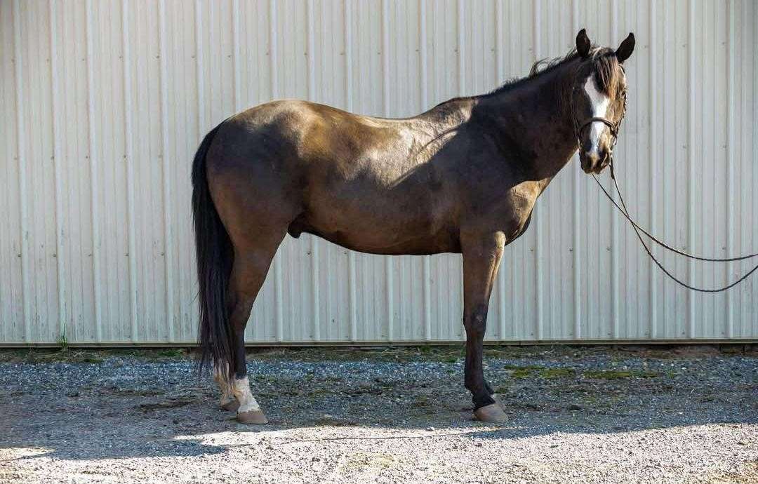 Bandit - Lovely Dressage Prospect & Trail Rides!