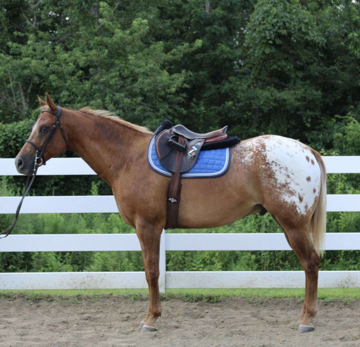One in a Million Registered Appaloosa Gelding
