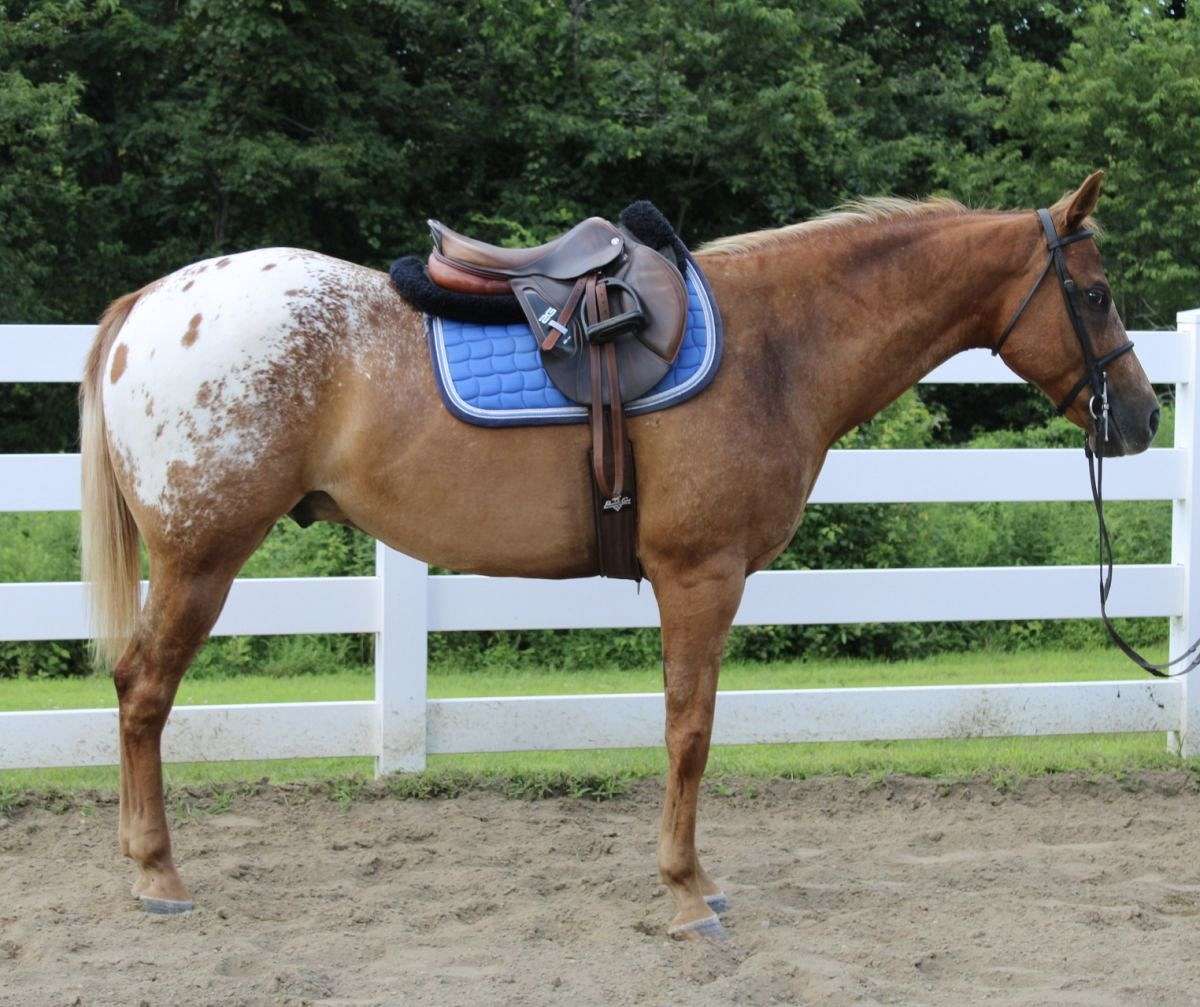 One in a Million Registered Appaloosa Gelding