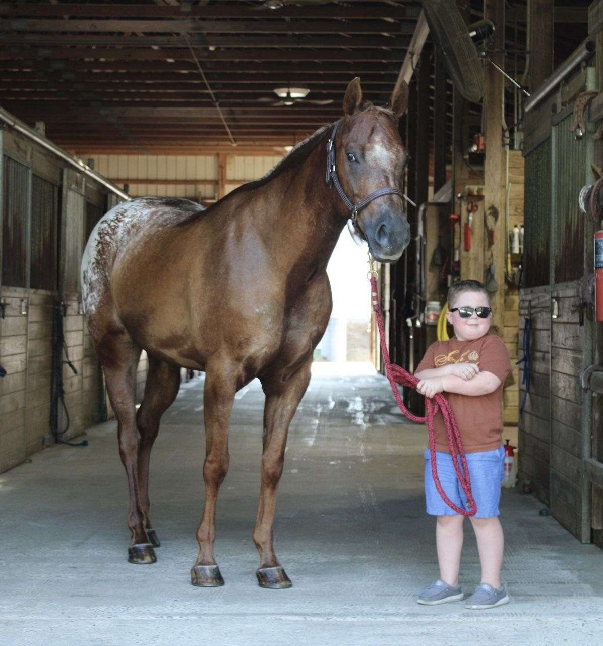 One in a Million Registered Appaloosa Gelding