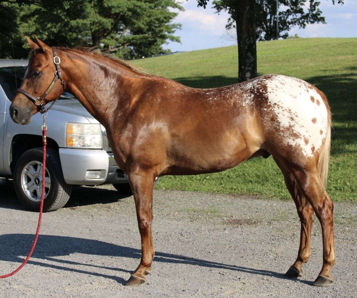 One in a Million Registered Appaloosa Gelding