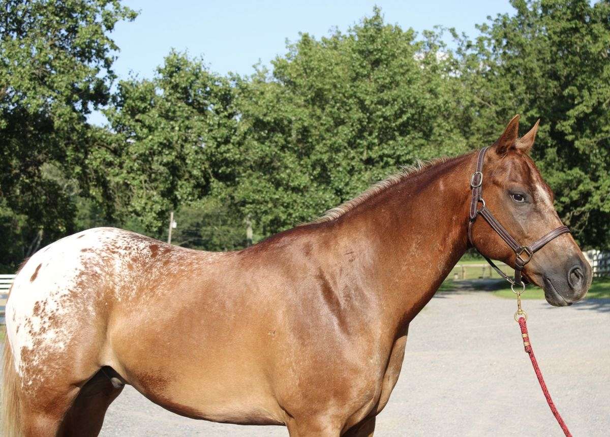 One in a Million Registered Appaloosa Gelding
