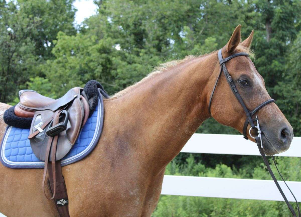 One in a Million Registered Appaloosa Gelding