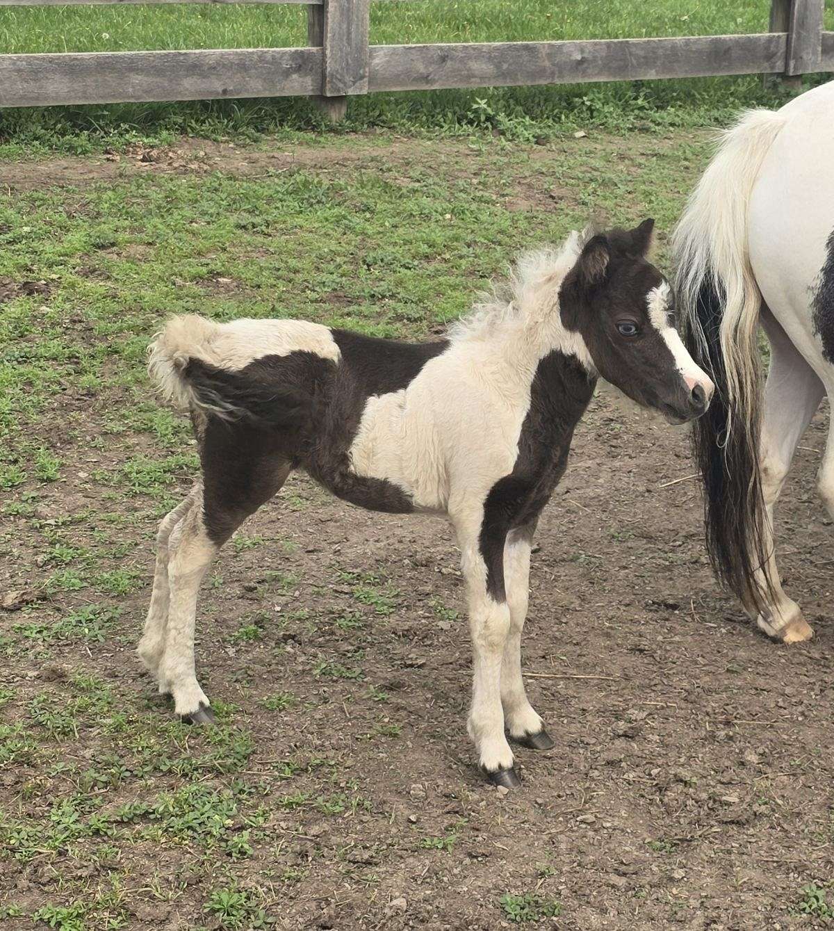 Refined Blue Eyed Filly