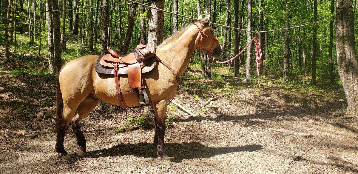 Butch, 13 Yrs Old 15.2h Quarter Horse, Calm and Experienced Trail Friend :)