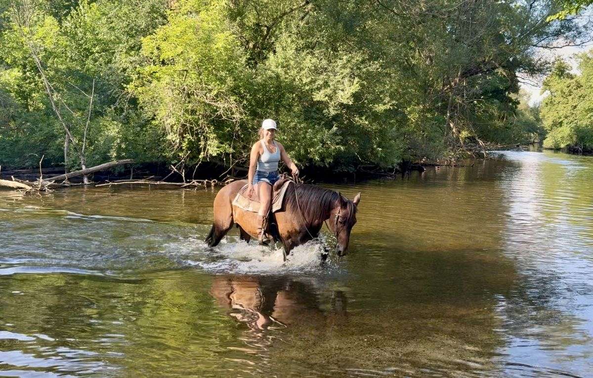 Versatile Dappled Warmblood - Trails, Dressage & Jumping