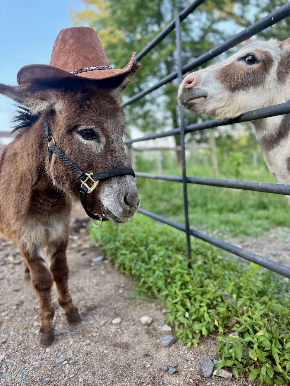 30" Mini Jack Donkey