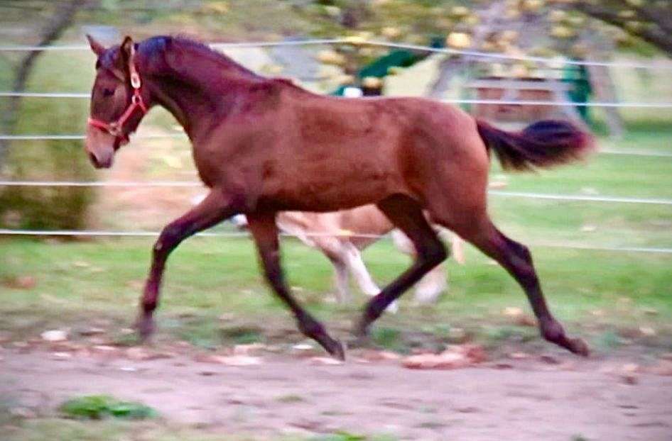 Gorgeous and Sweet Pure Spanish Andalusian Filly