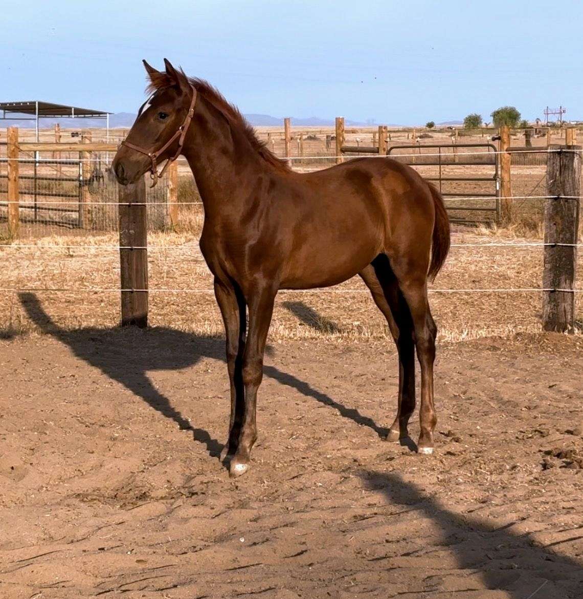 PRE X Warmblood Cross Foals!