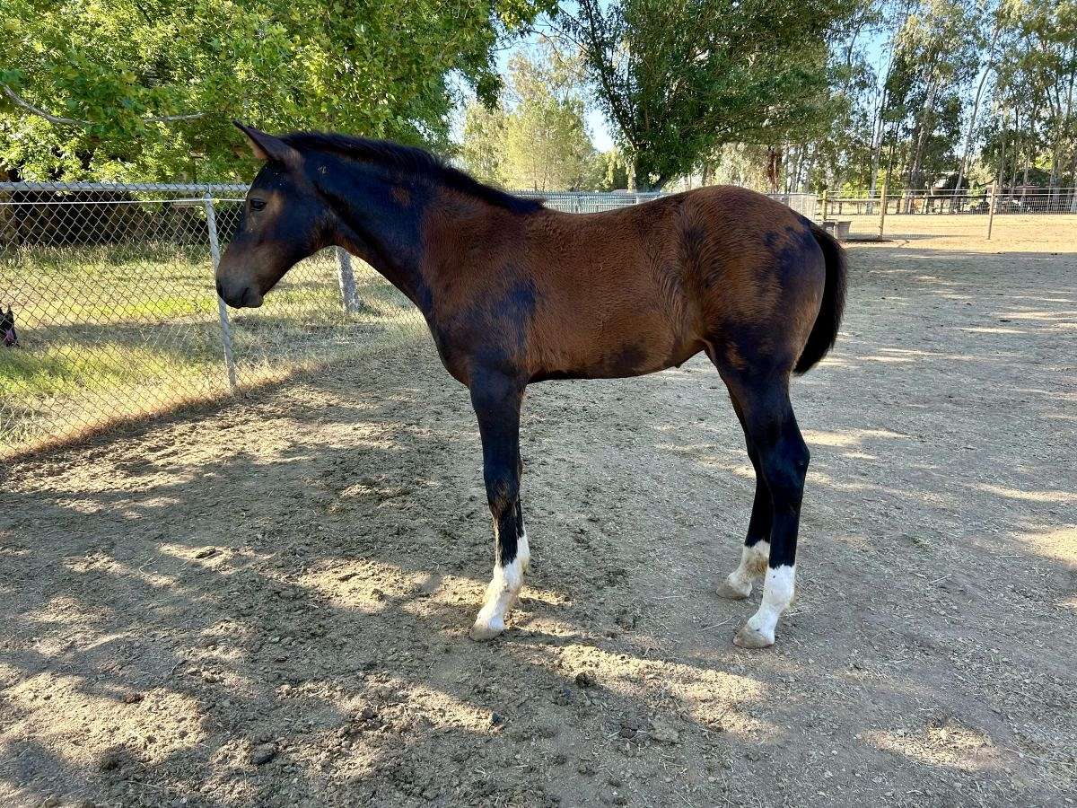 PRE X Warmblood Cross Foals!