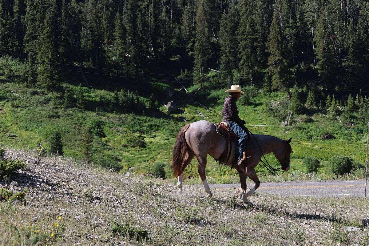 Venmo - the Total Package 6 Yr Old Red Roan AQHA Gelding!