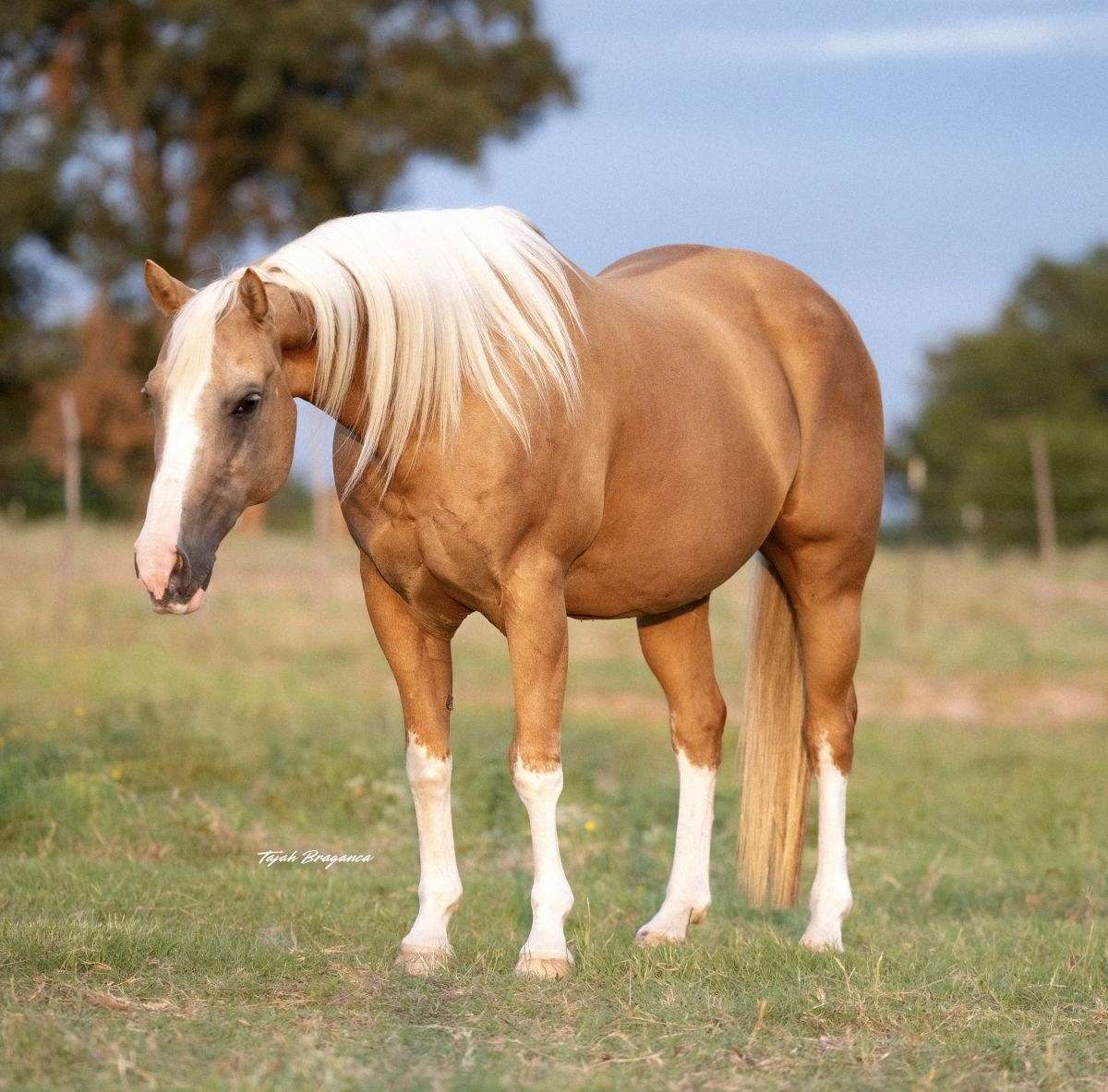 Tito - Safe All-Around Horse 15 Yr Old Palomino APHA Gelding!