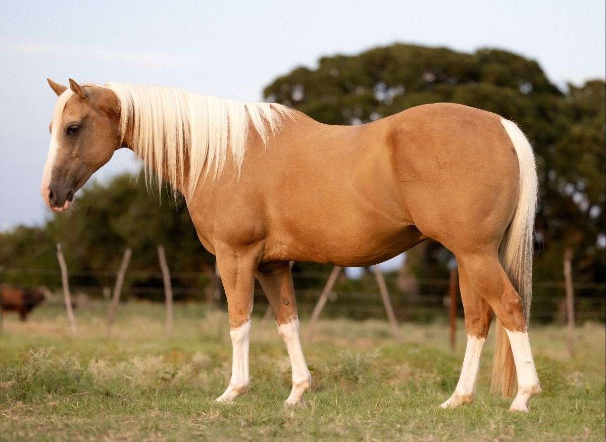 Tito - Safe All-Around Horse 15 Yr Old Palomino APHA Gelding!