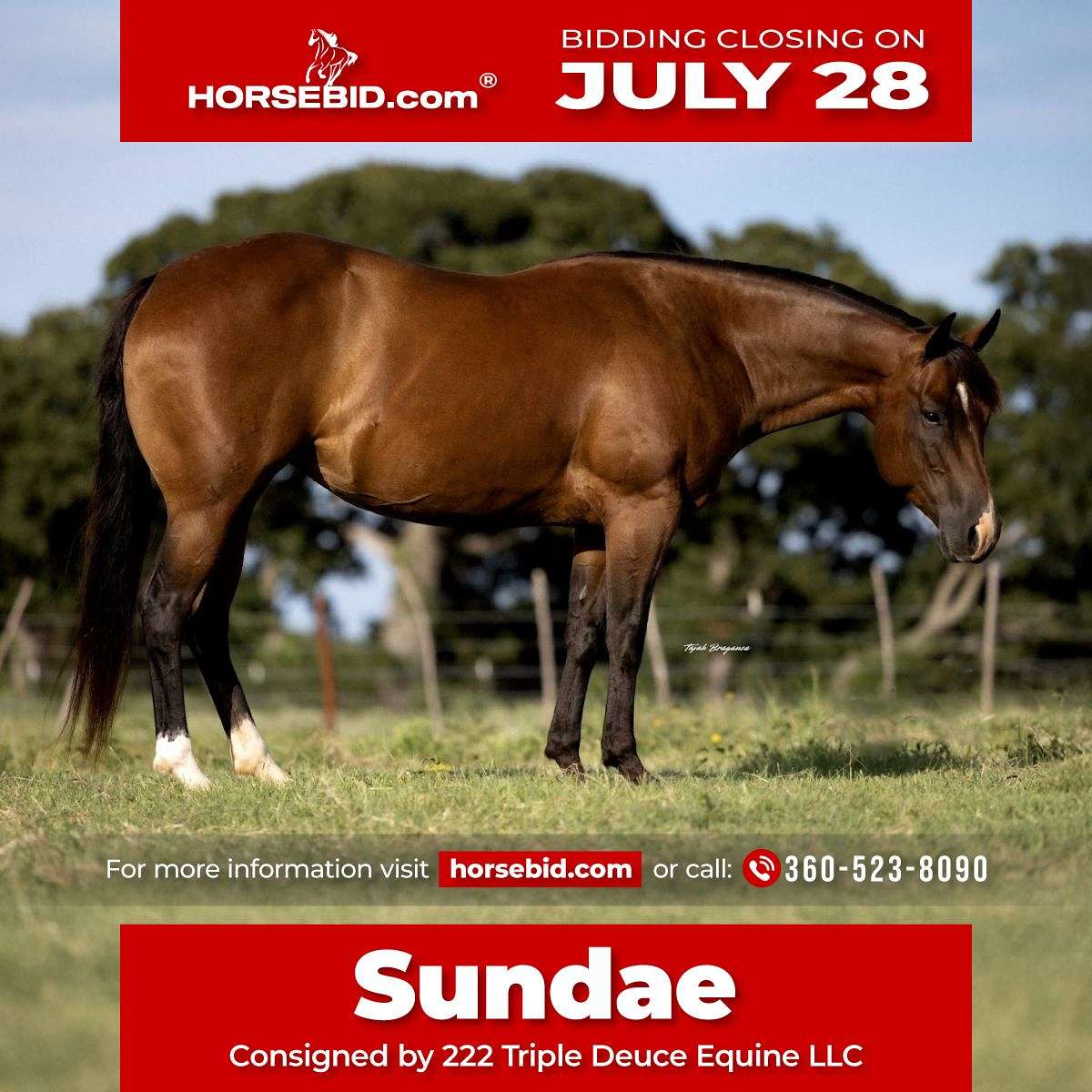 Sundae - an Absolute Gem 7 Yr Old Bay AQHA Mare!
