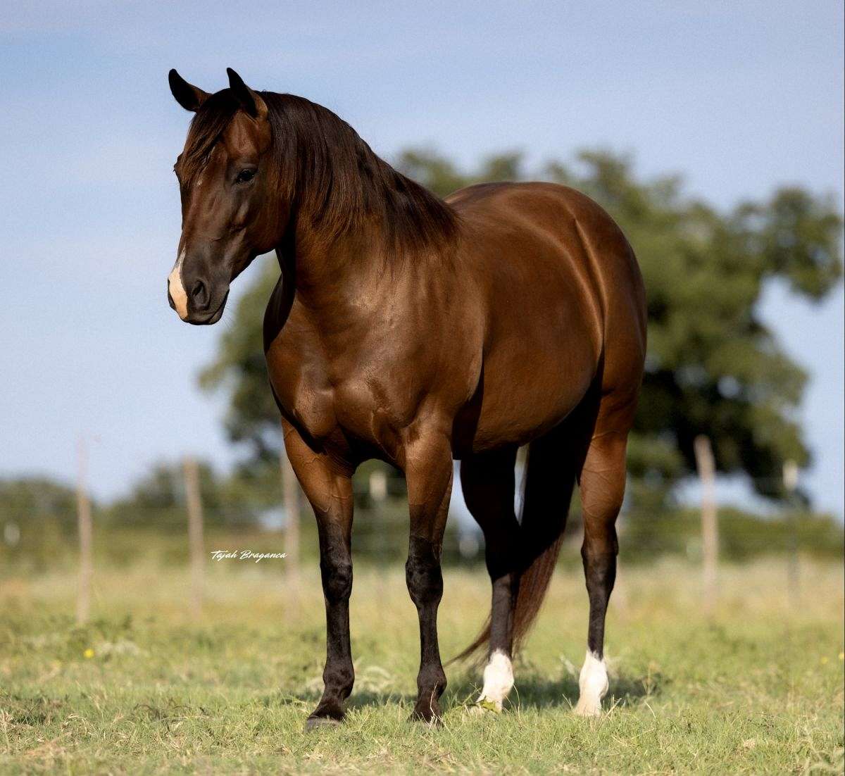 Sundae - an Absolute Gem 7 Yr Old Bay AQHA Mare!