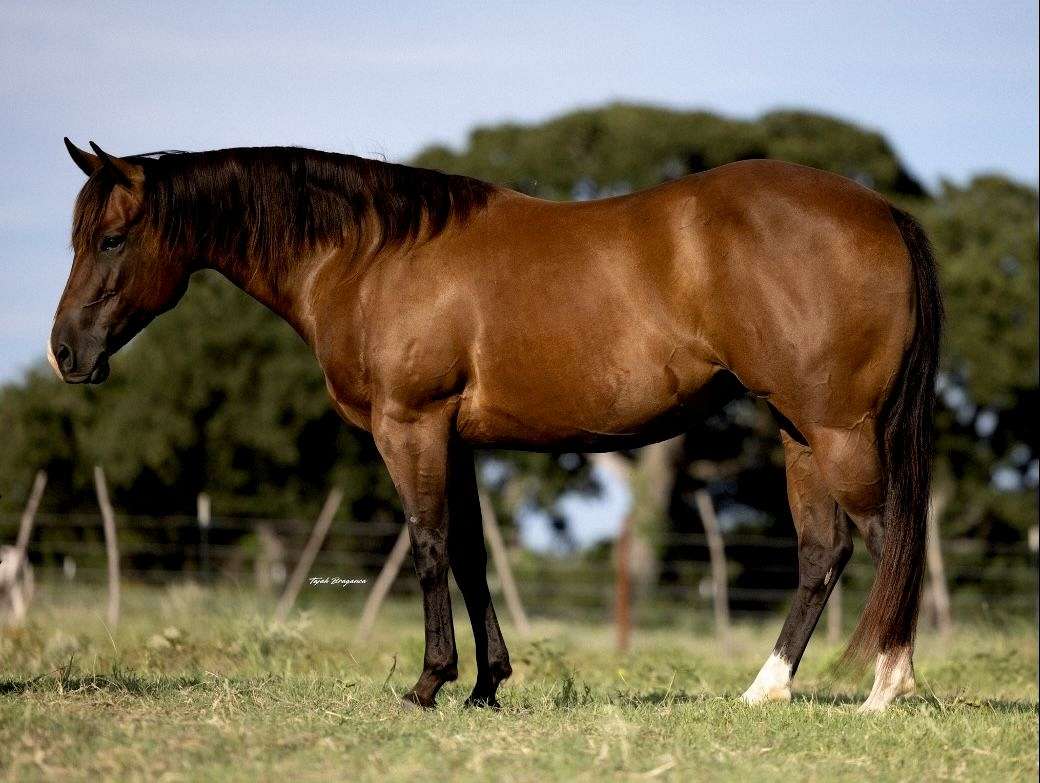 Sundae - an Absolute Gem 7 Yr Old Bay AQHA Mare!