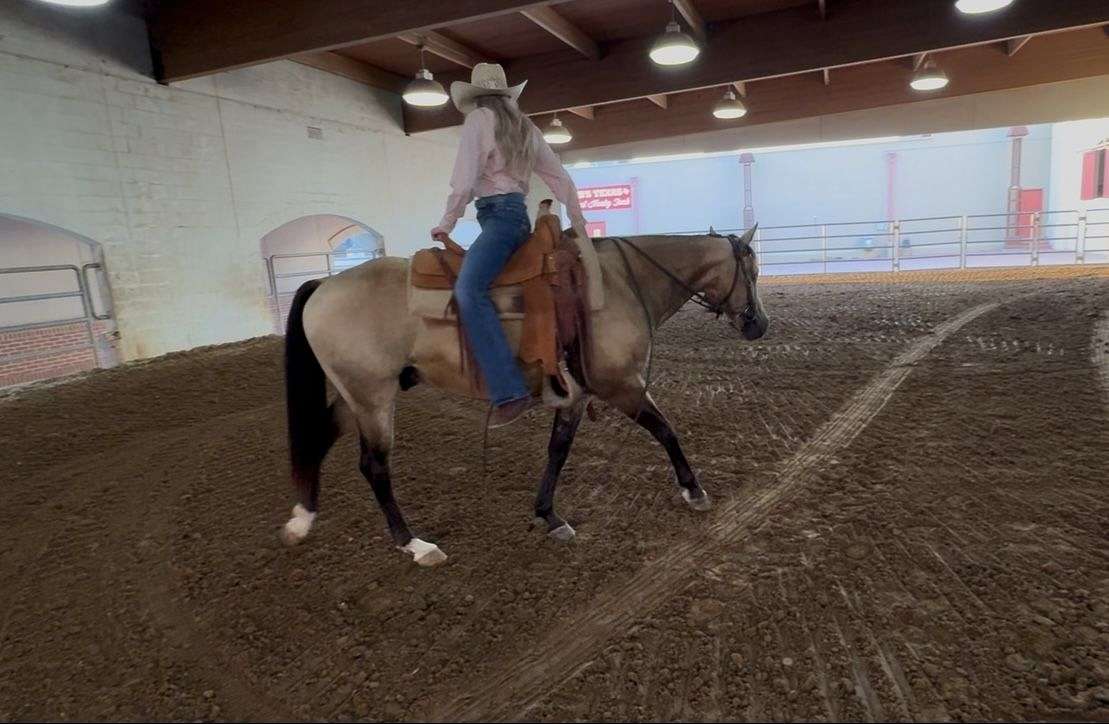 Smurf - Trustworthy Ranch & Trail Horse 8 Yr Old Buckskin AQHA Gelding!