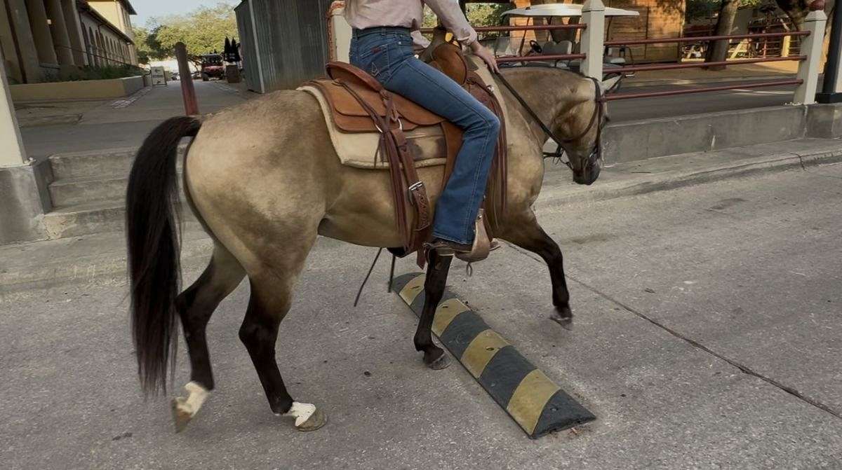 Smurf - Trustworthy Ranch & Trail Horse 8 Yr Old Buckskin AQHA Gelding!