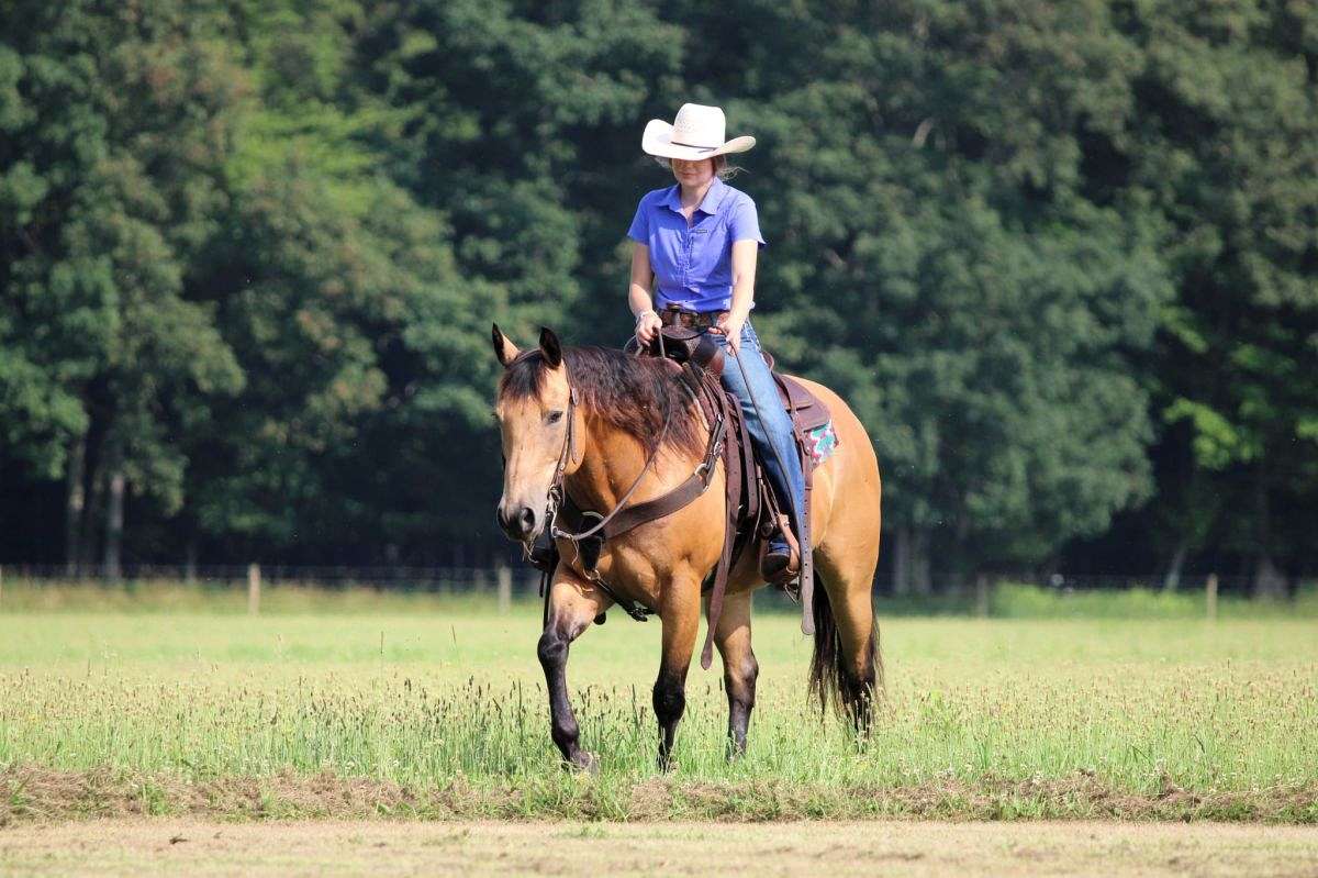Rooster - Safe, Seasoned, & Stunning 9 yo Buckskin Quarter Horse Gelding!