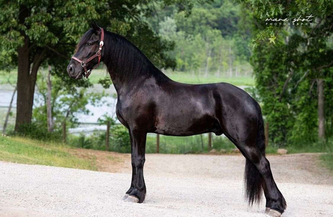 Ronnie - Truly Breathtaking 5 Yr Old Black Friesian Sport Horse Gelding!