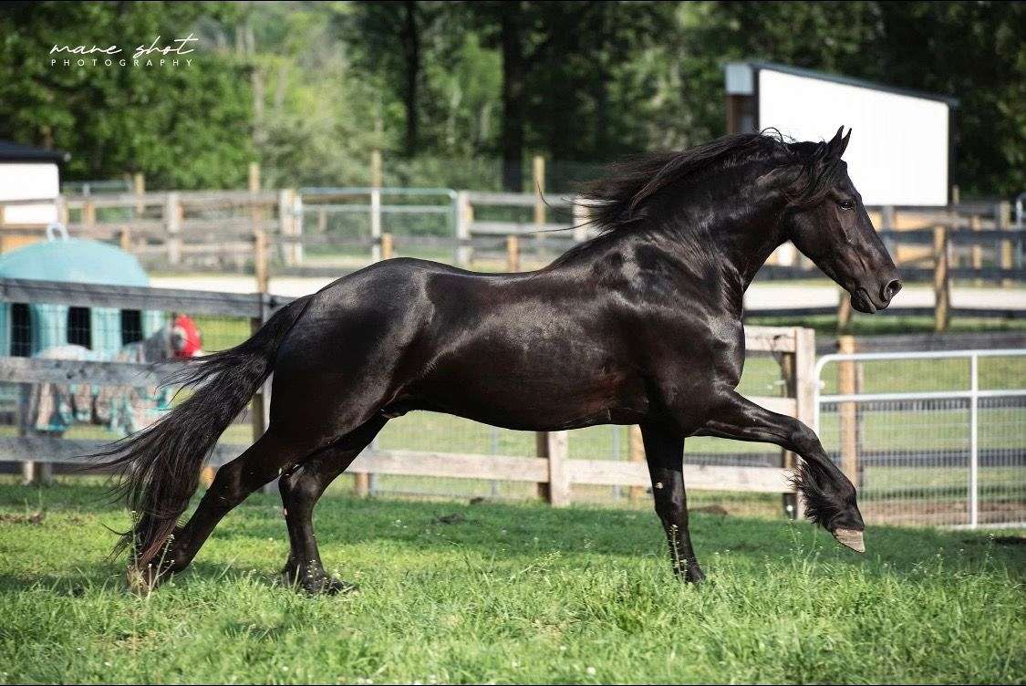 Ronnie - Truly Breathtaking 5 Yr Old Black Friesian Sport Horse Gelding!