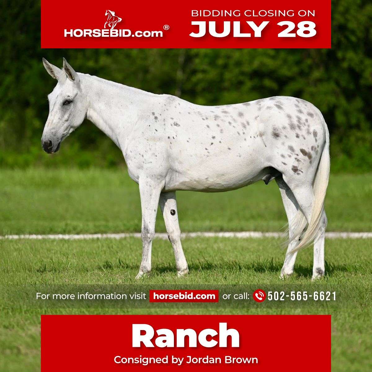 Ranch - Versatile & Well Rounded 8 Yr Old Appaloosa John Mule!