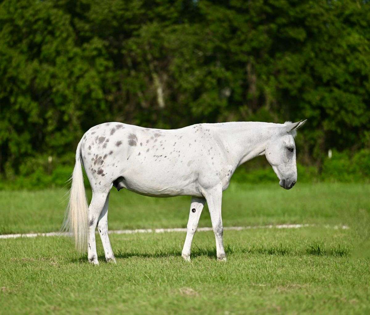 Ranch - Versatile & Well Rounded 8 Yr Old Appaloosa John Mule!