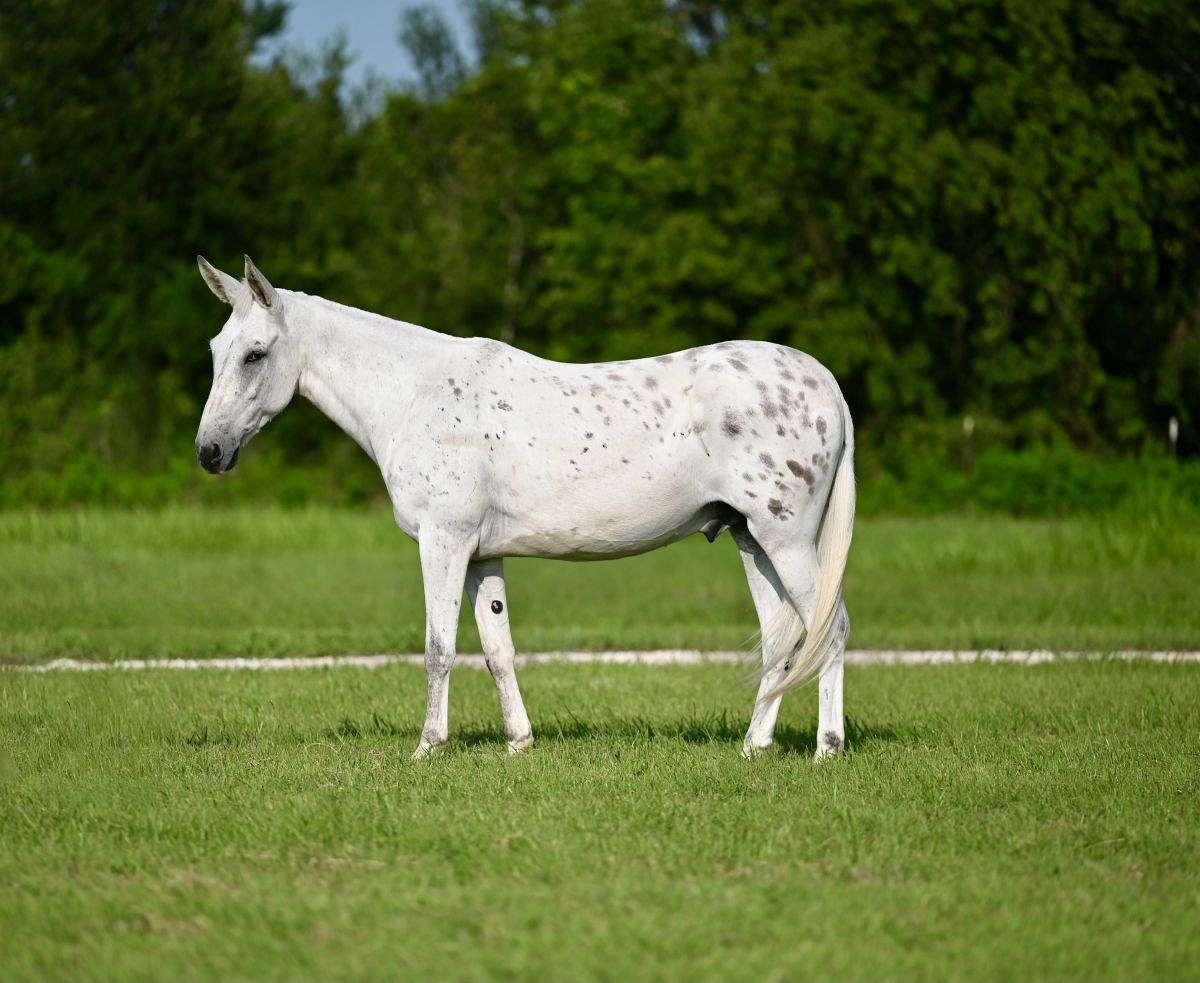 Ranch - Versatile & Well Rounded 8 Yr Old Appaloosa John Mule!